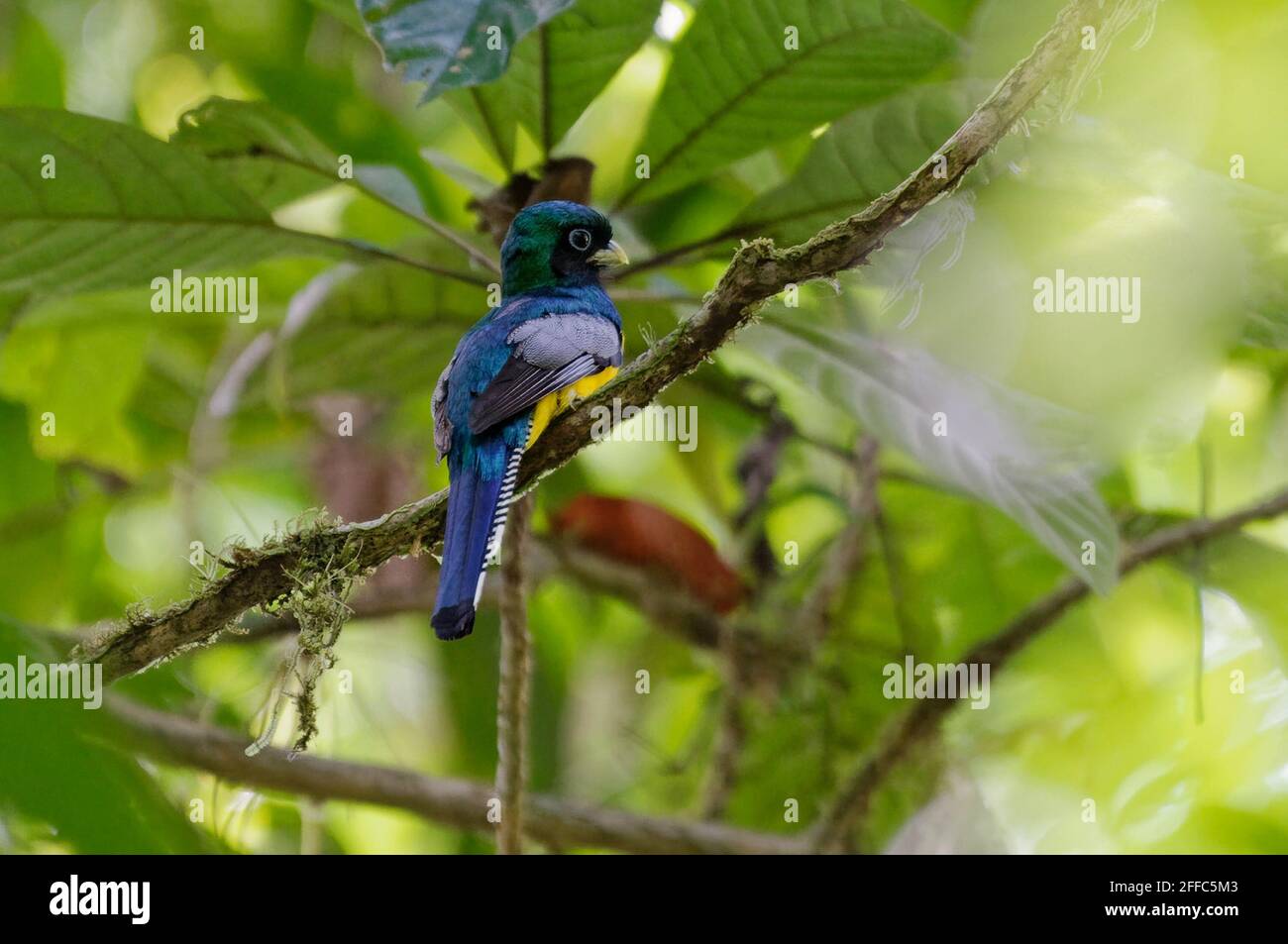 Black-throated Trogon (Trogon rufus) at Corcovado National Park, Costa ...