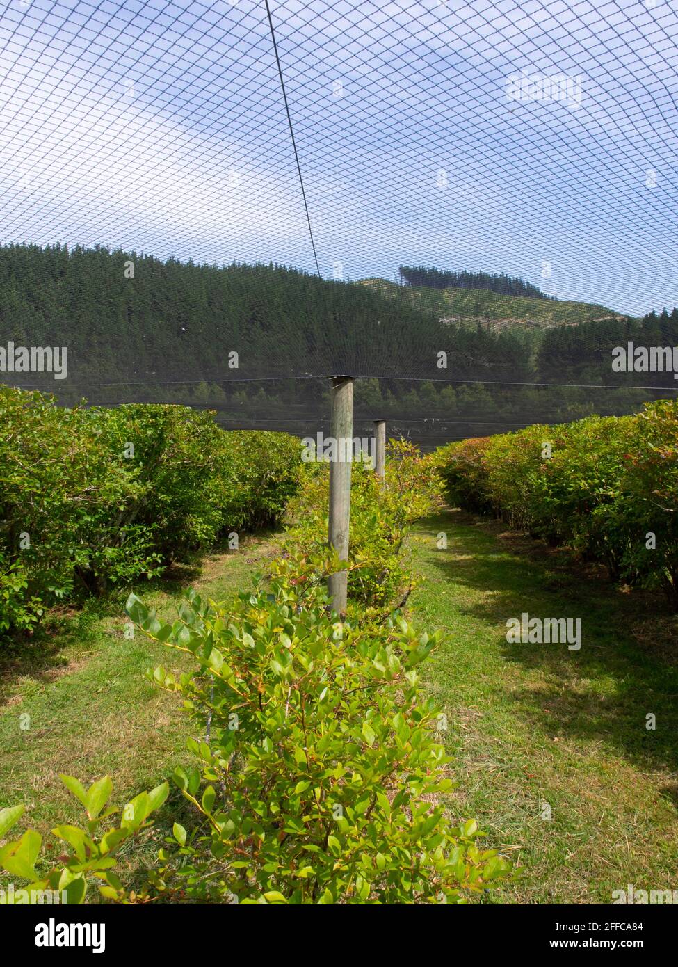 Rows Of Blueberry Bushes At A Blueberry Farm Stock Photo - Alamy