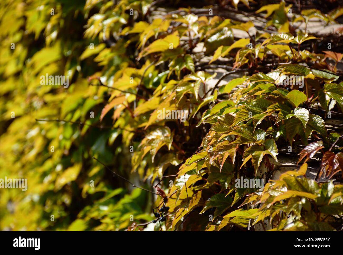decorative yellow and green ivy and vine climber plants on beige stone ...