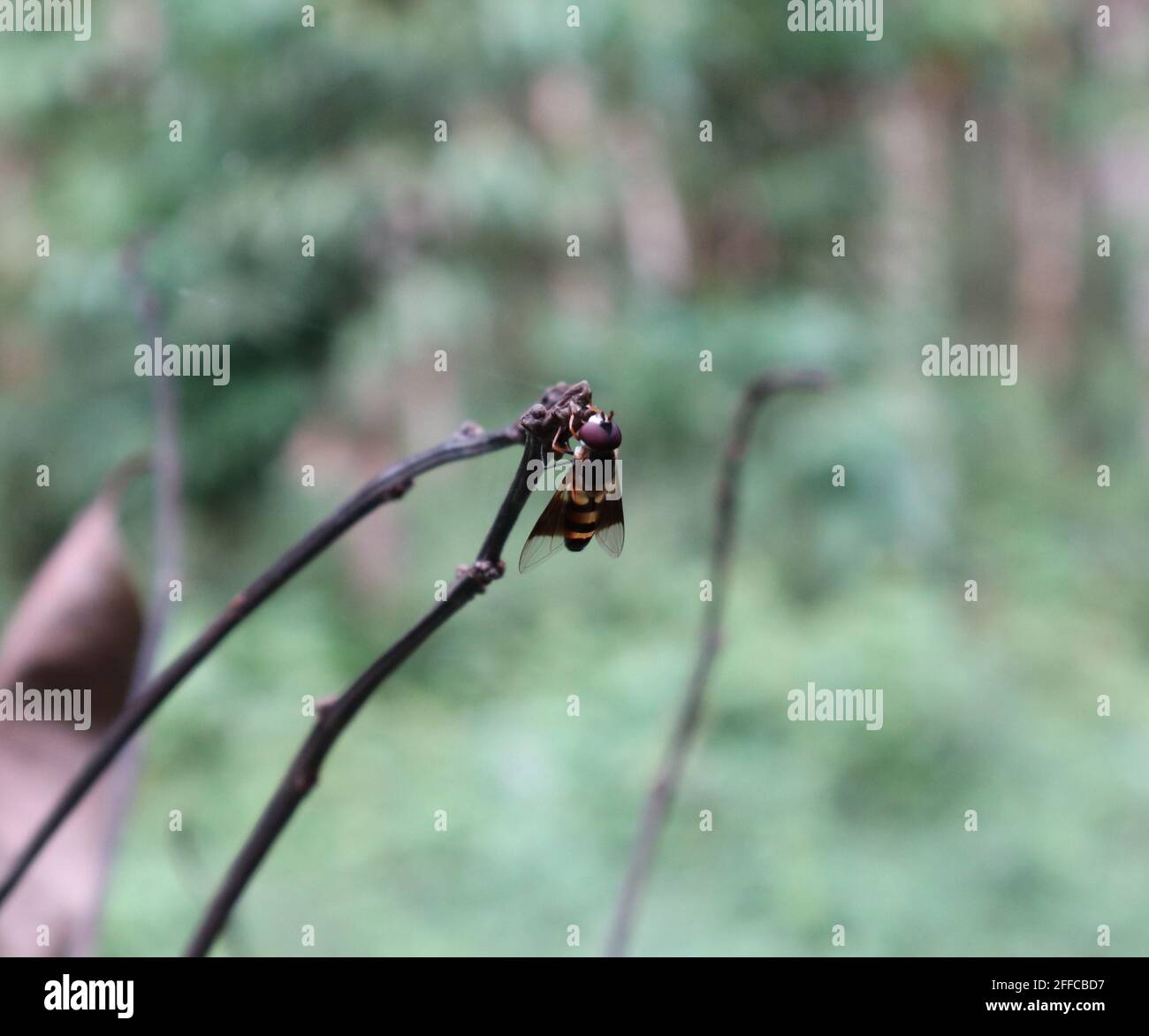 Stick on eyes hi-res stock photography and images - Alamy