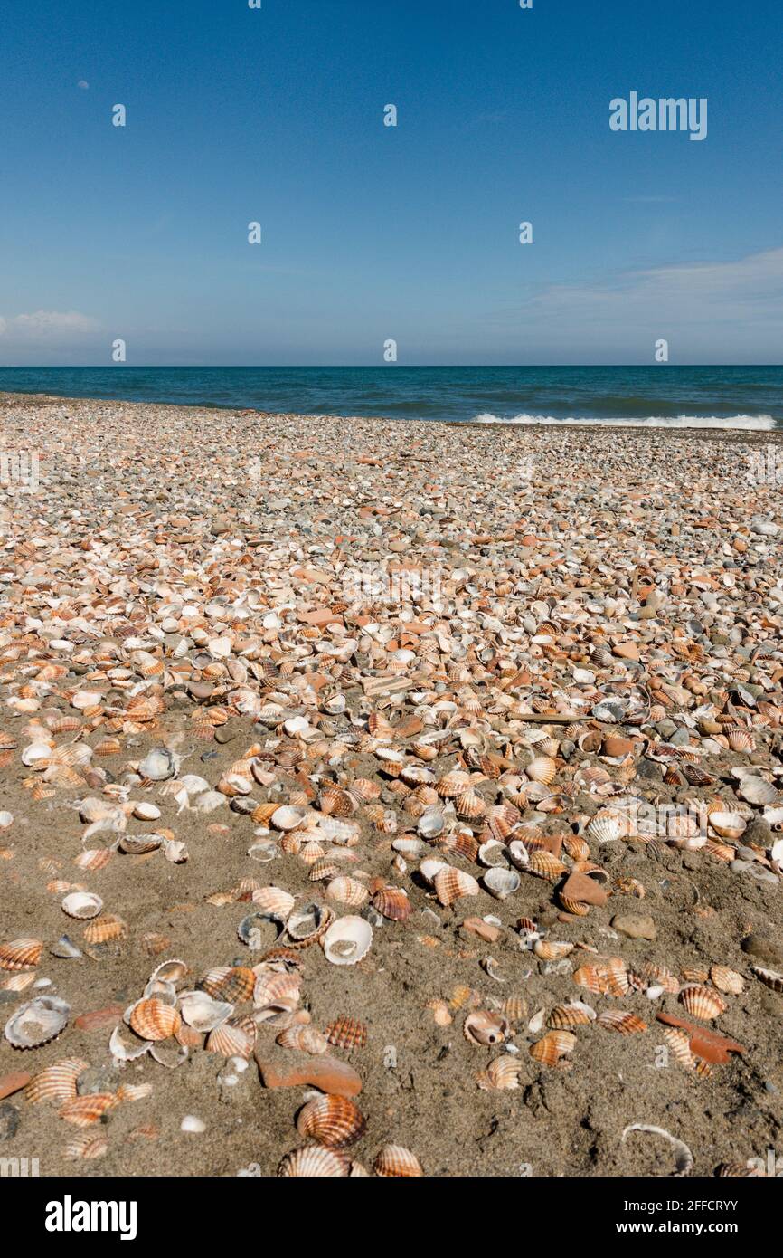 Cockle shells beach hi-res stock photography and images - Alamy