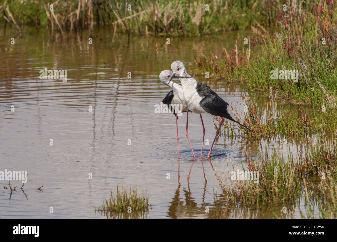 Courtship behaviour of Black-winged stilts, in the wetlands of ...