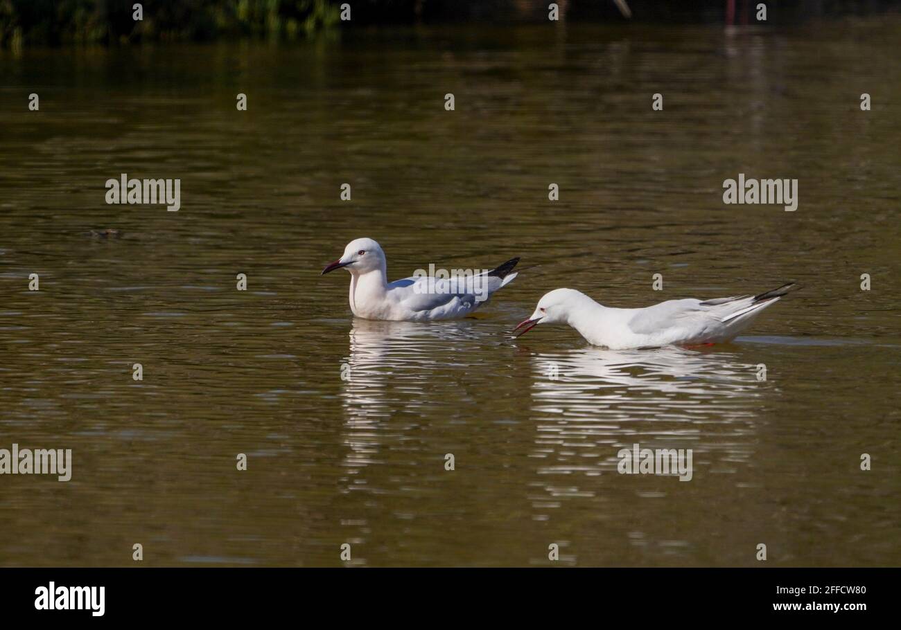 Slender-billed gulls (Chroicocephalus genei) on a pond at Guadalhorce ...