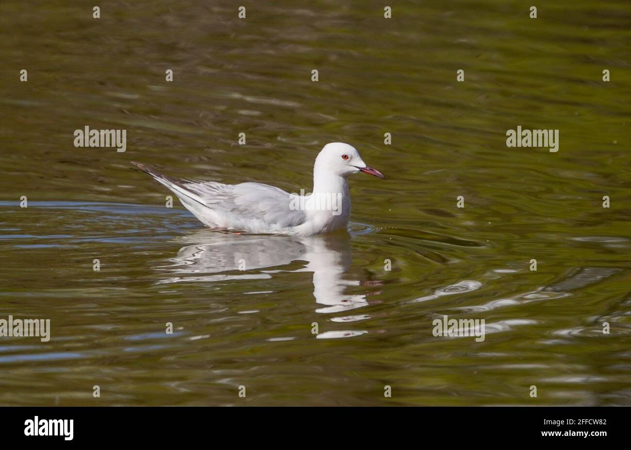 Slender-billed gull (Chroicocephalus genei) on a pond at Guadalhorce ...