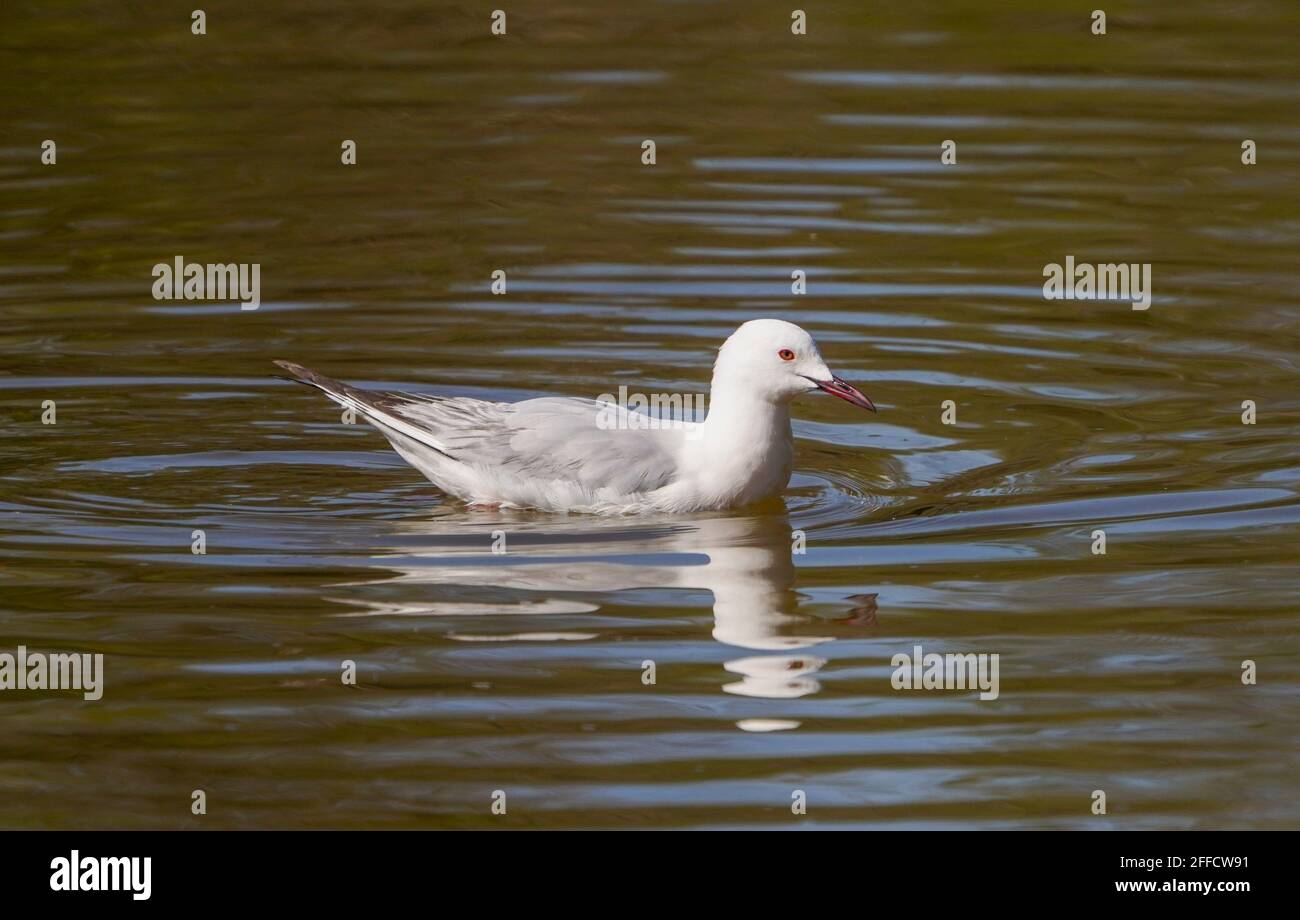 Slender-billed gull (Chroicocephalus genei) on a pond at Guadalhorce ...