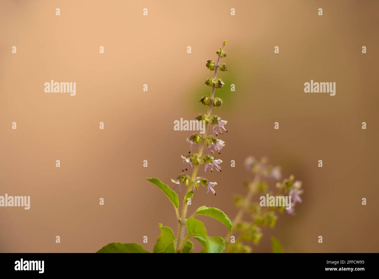 Images Of Tulsi Plant