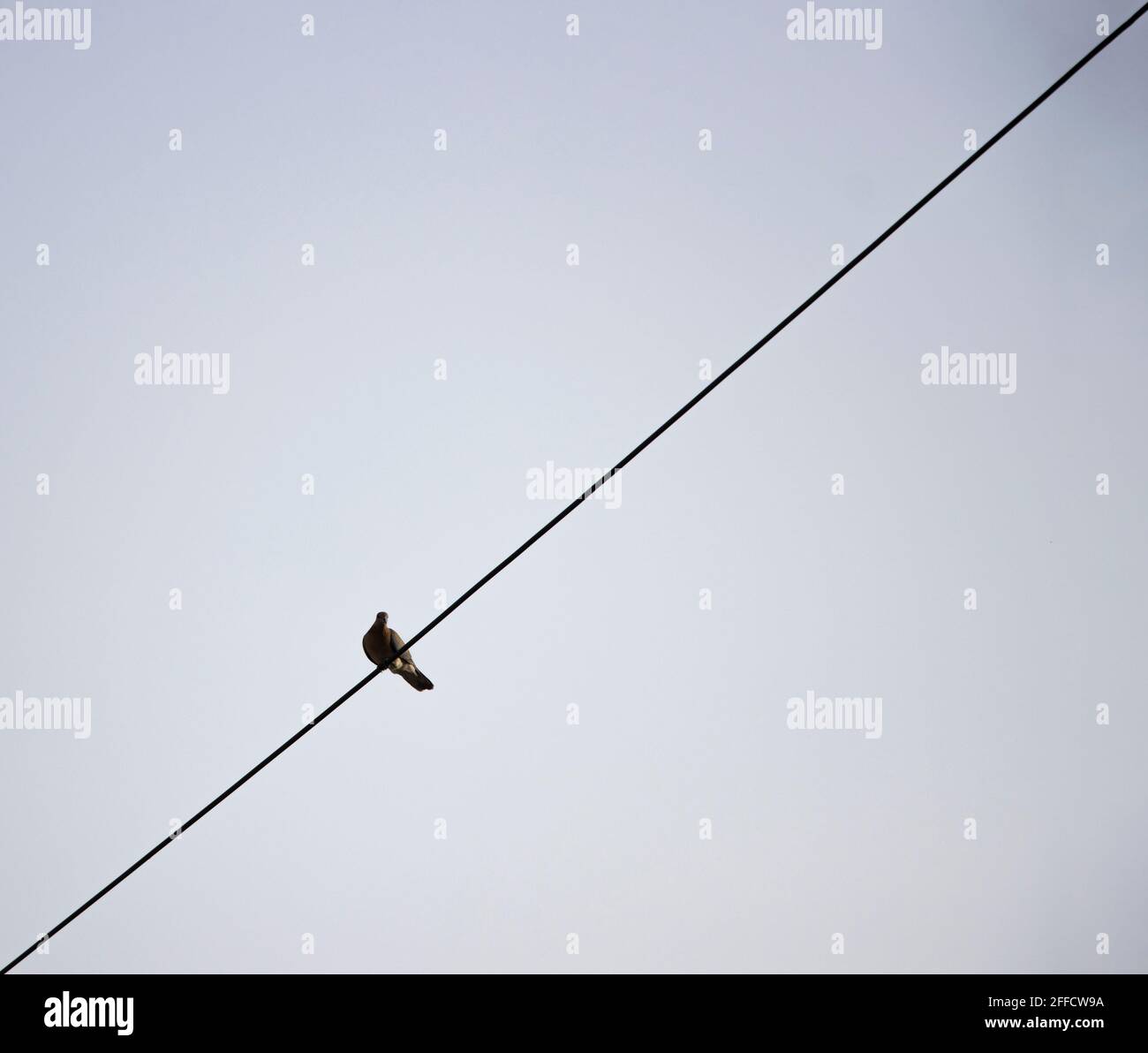 Pigeon sitting on power line hi-res stock photography and images - Alamy