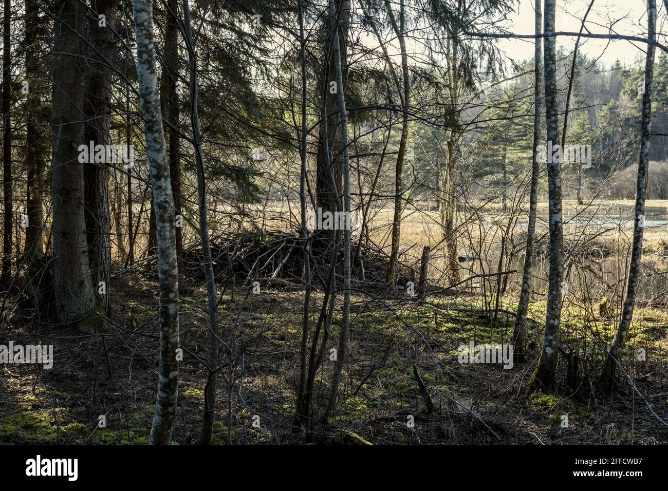 large old tree trunk in the forest in natural environment Stock Photo ...