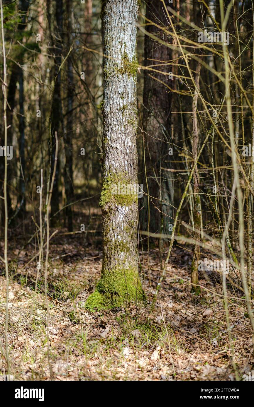 large old tree trunk in the forest in natural environment Stock Photo ...