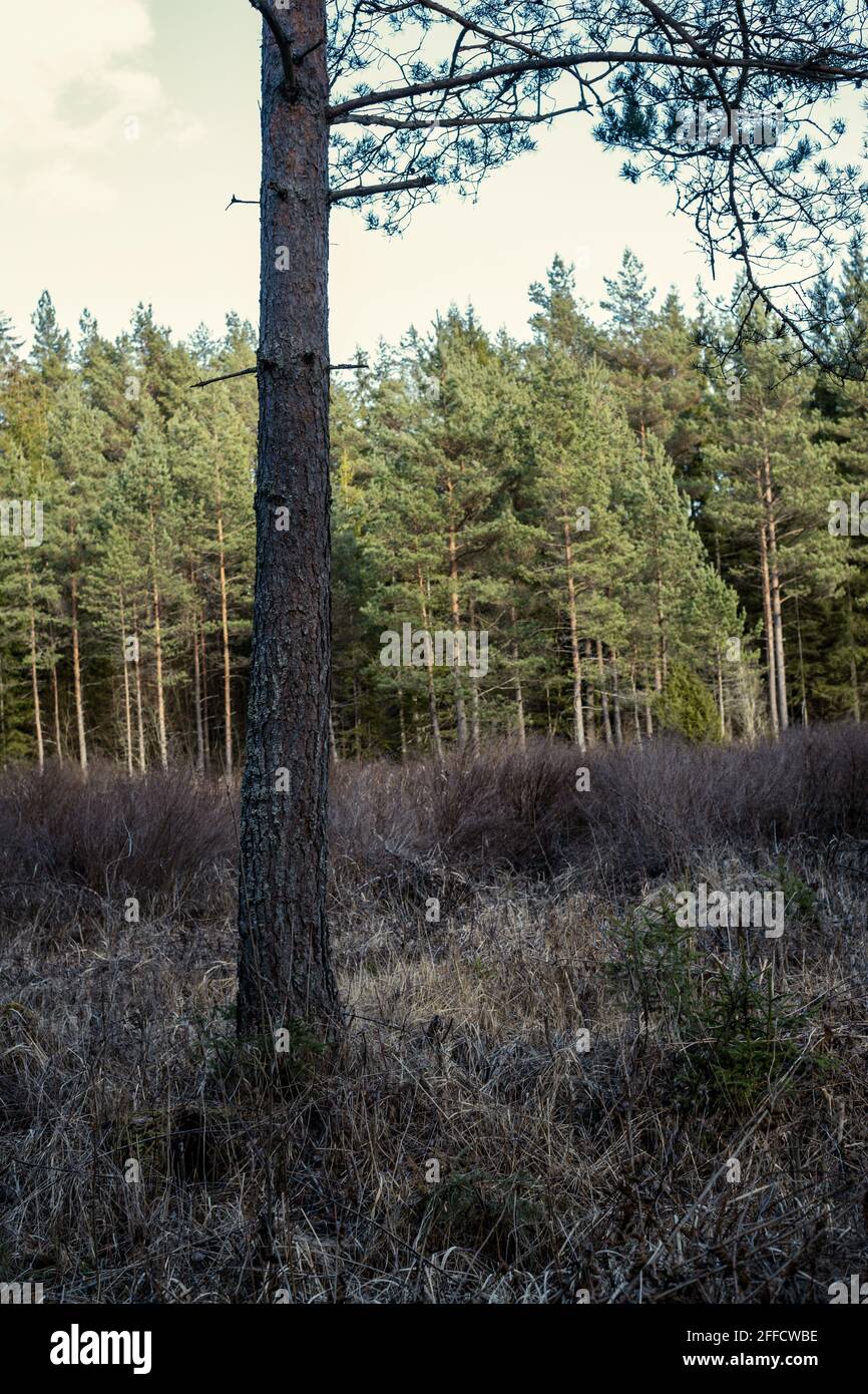 large old tree trunk in the forest in natural environment Stock Photo ...