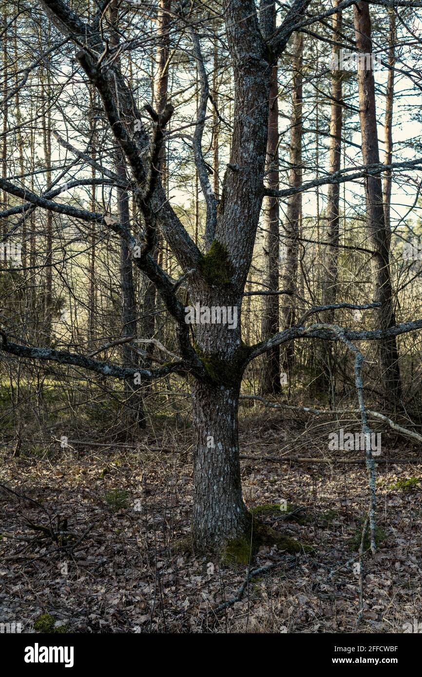 large old tree trunk in the forest in natural environment Stock Photo ...