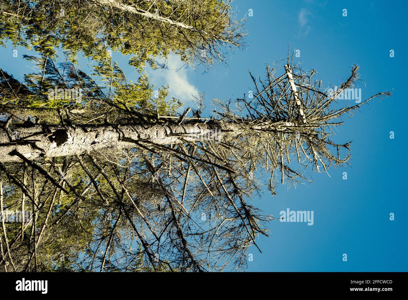 large old tree trunk in the forest in natural environment Stock Photo ...
