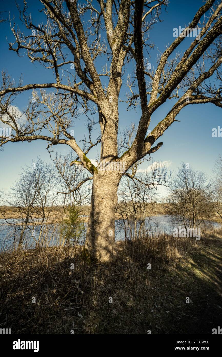 large old tree trunk in the forest in natural environment Stock Photo ...
