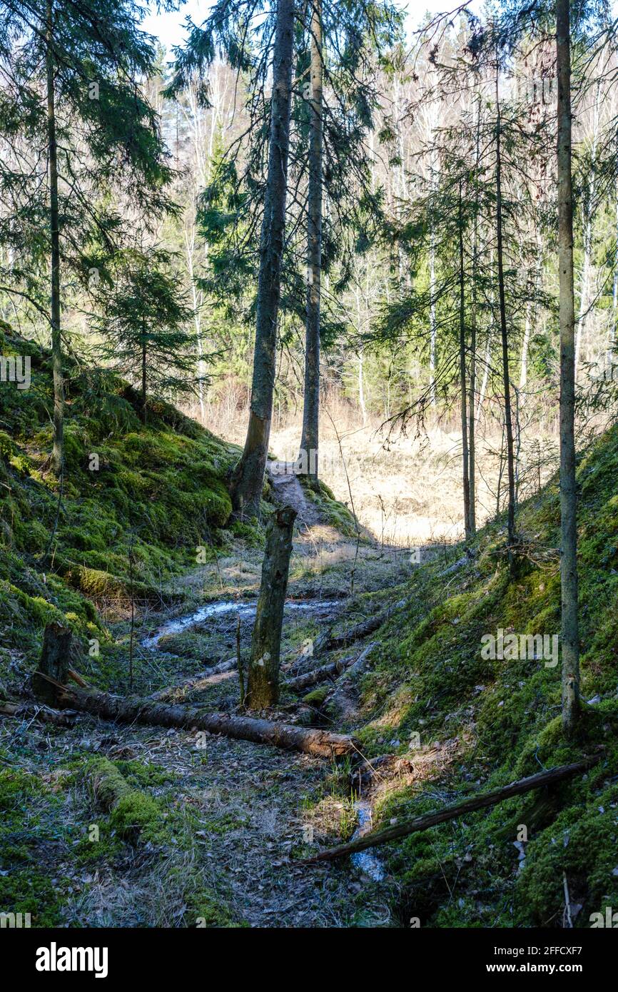 natural summer forest lush with bushes, tree trunks and moss on the ...
