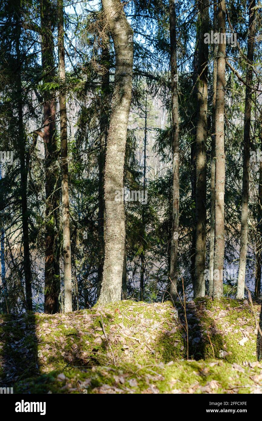 large old tree trunk in the forest in natural environment Stock Photo ...