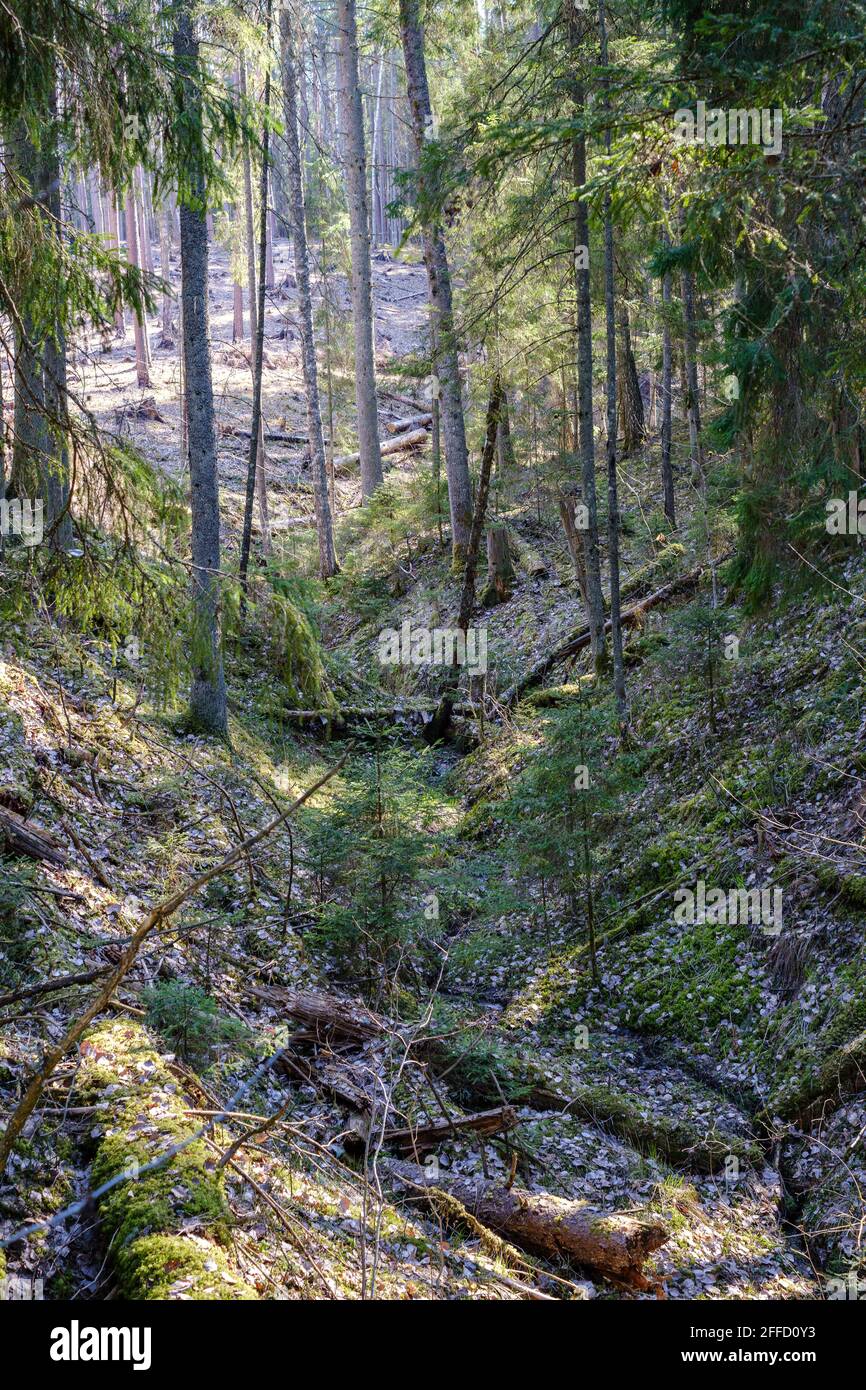 natural summer forest lush with bushes, tree trunks and moss on the ...