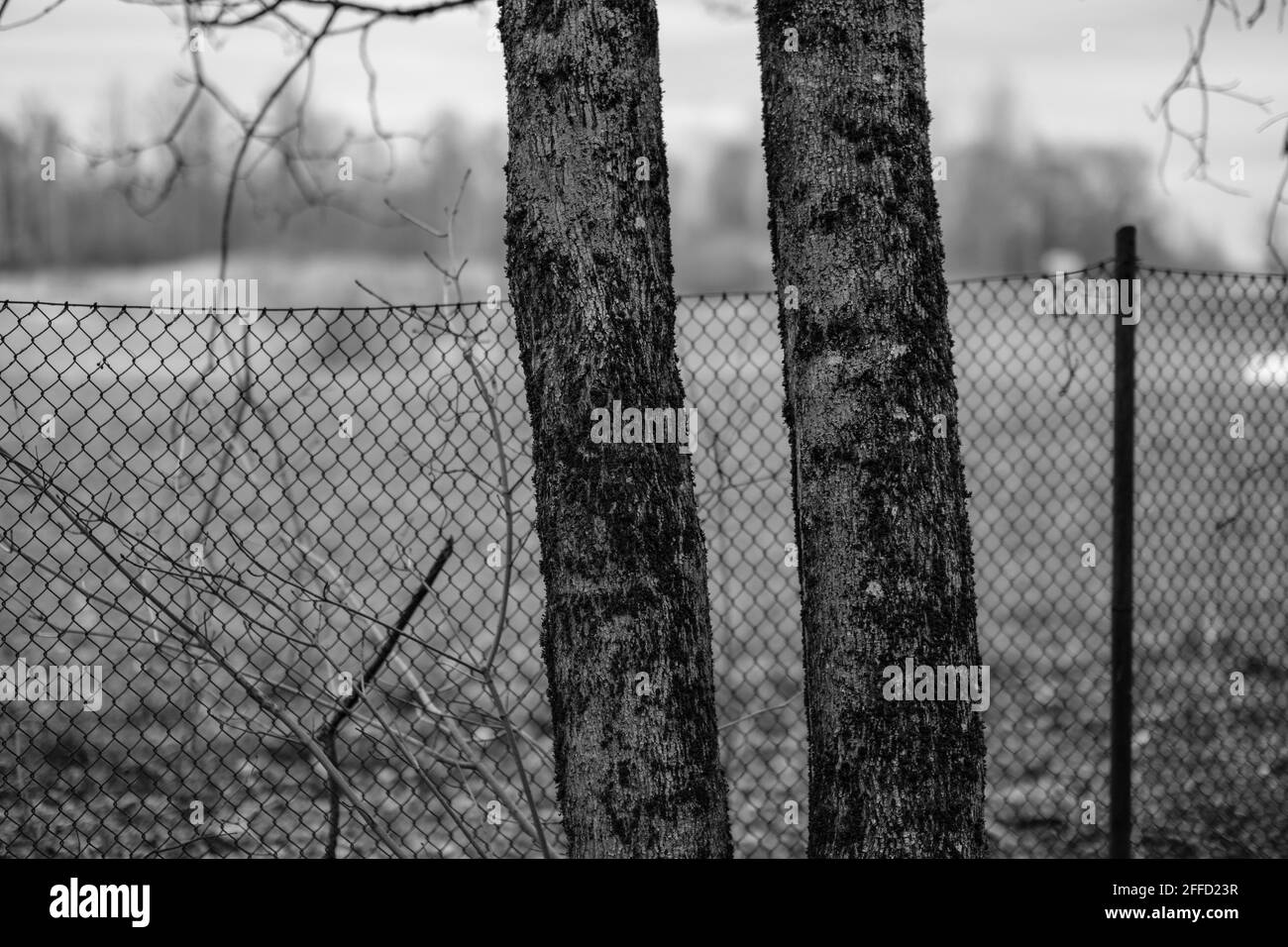 large old tree trunk in the forest in natural environment Stock Photo ...