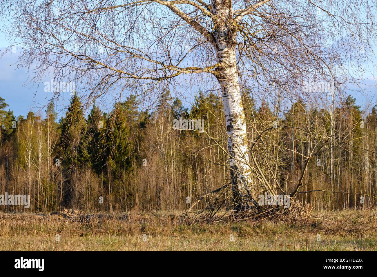 large old tree trunk in the forest in natural environment Stock Photo ...