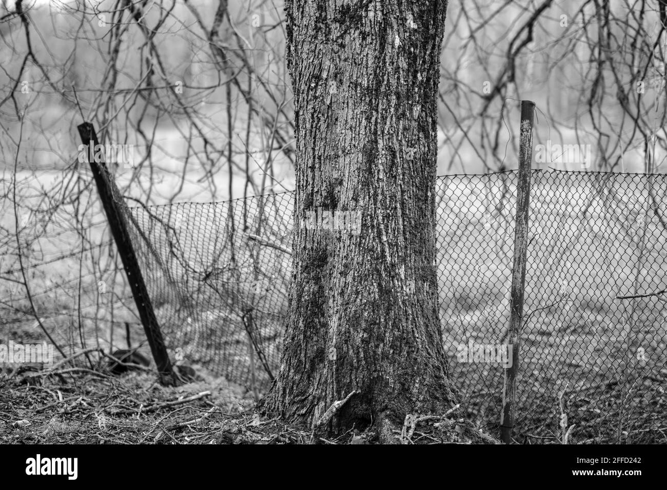 large old tree trunk in the forest in natural environment Stock Photo ...