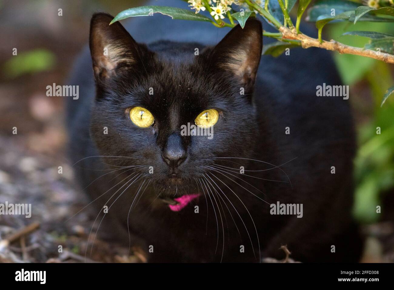 Black Cat Evil Eyes