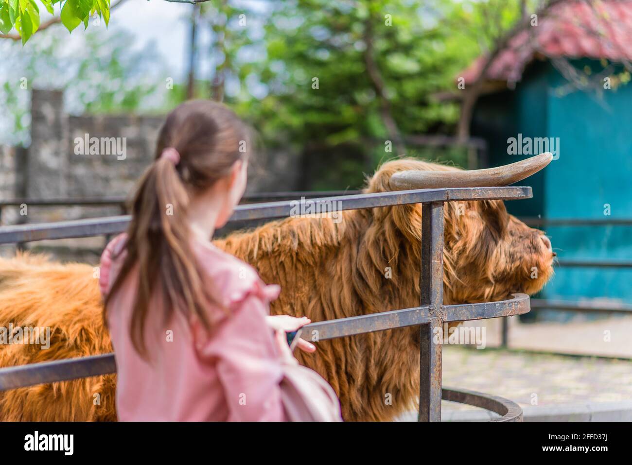 Nepal yak girl hi-res stock photography and images - Alamy