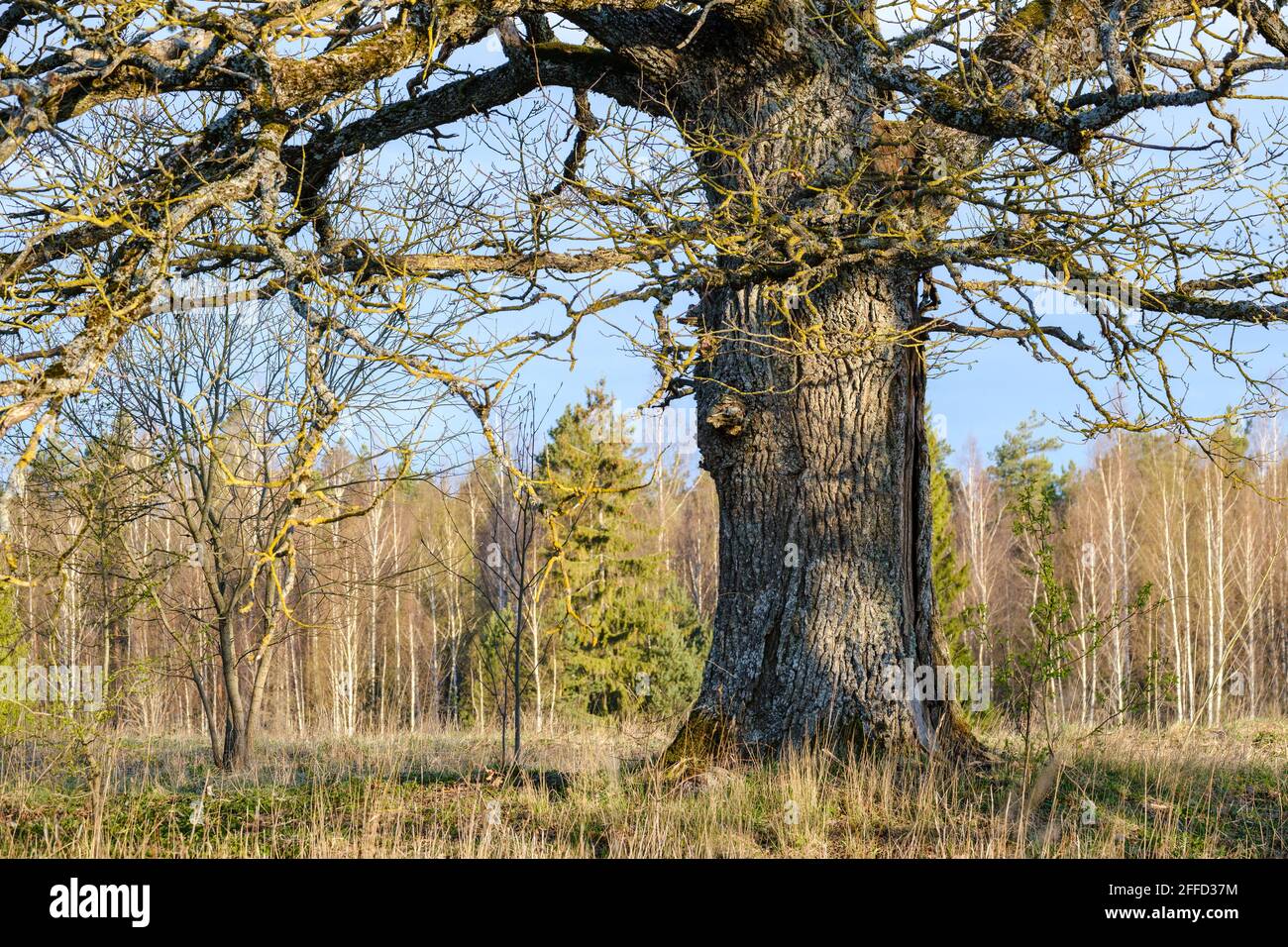 large old tree trunk in the forest in natural environment Stock Photo ...