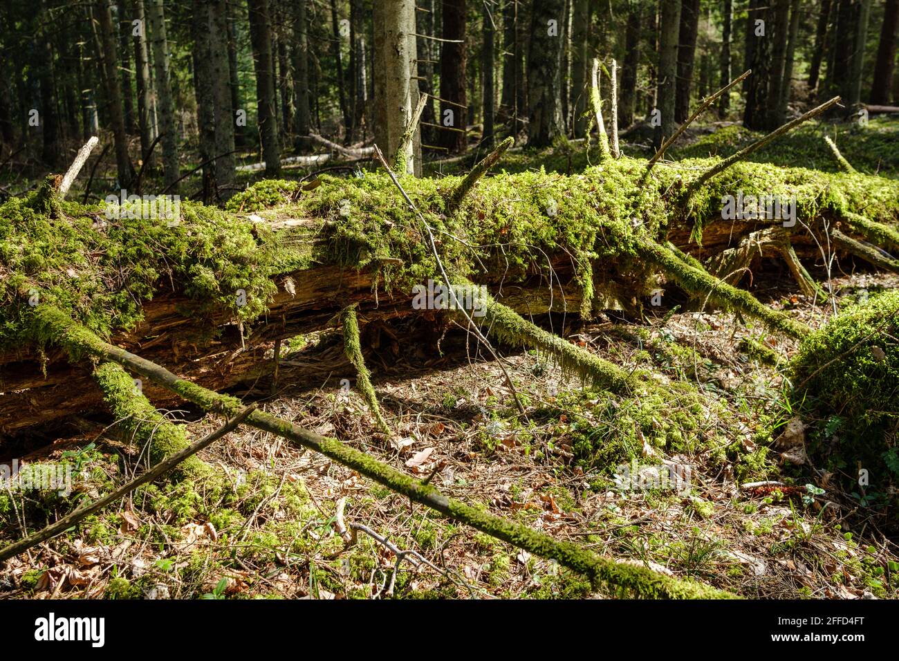 natural summer forest lush with bushes, tree trunks and moss on the ...