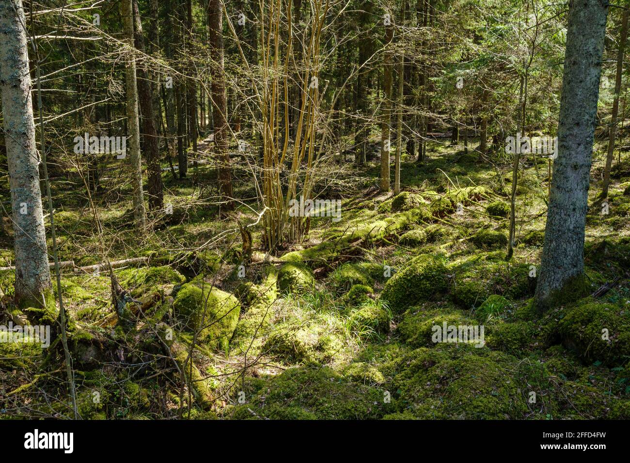 natural summer forest lush with bushes, tree trunks and moss on the ...