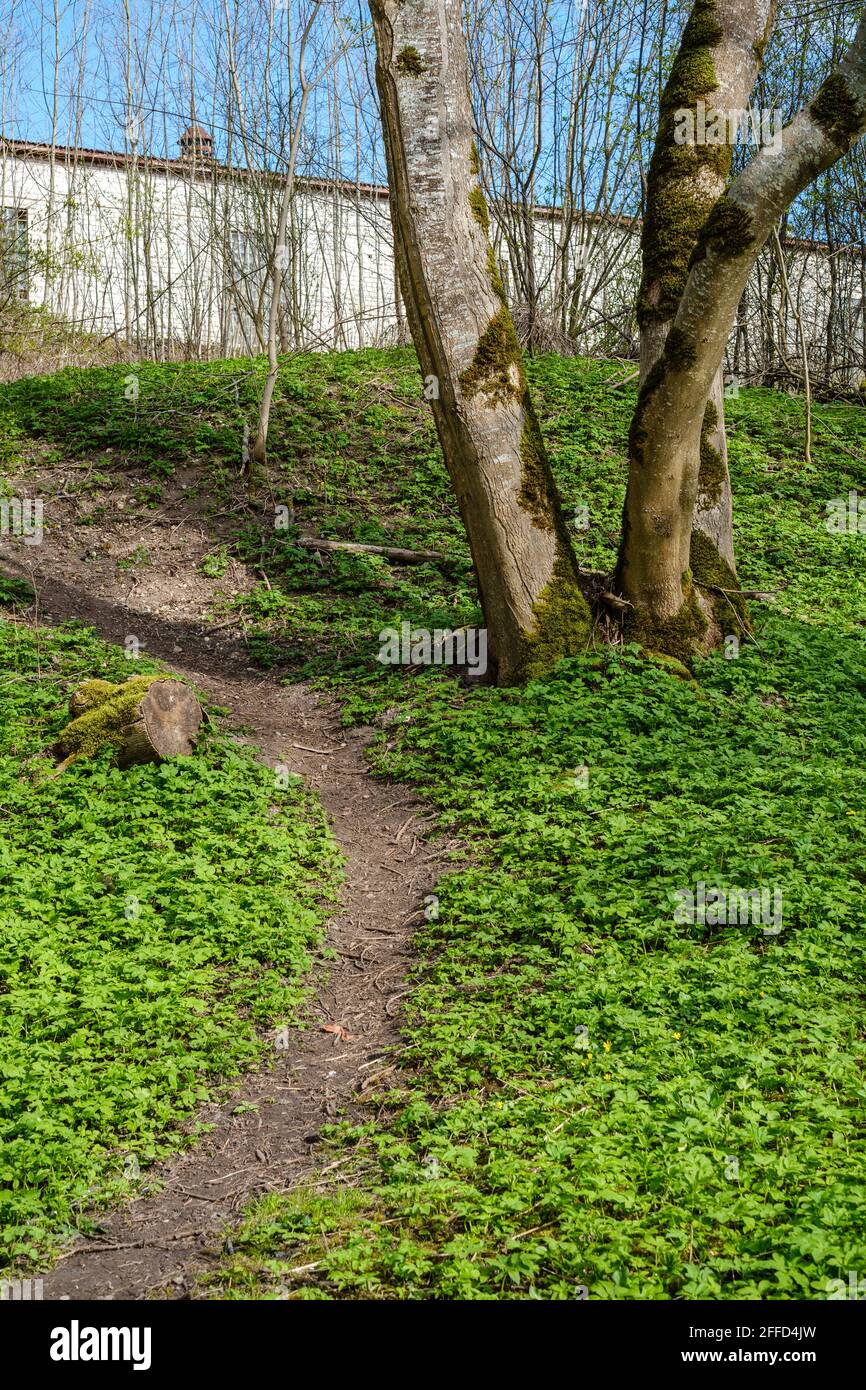 large old tree trunk in the forest in natural environment Stock Photo ...