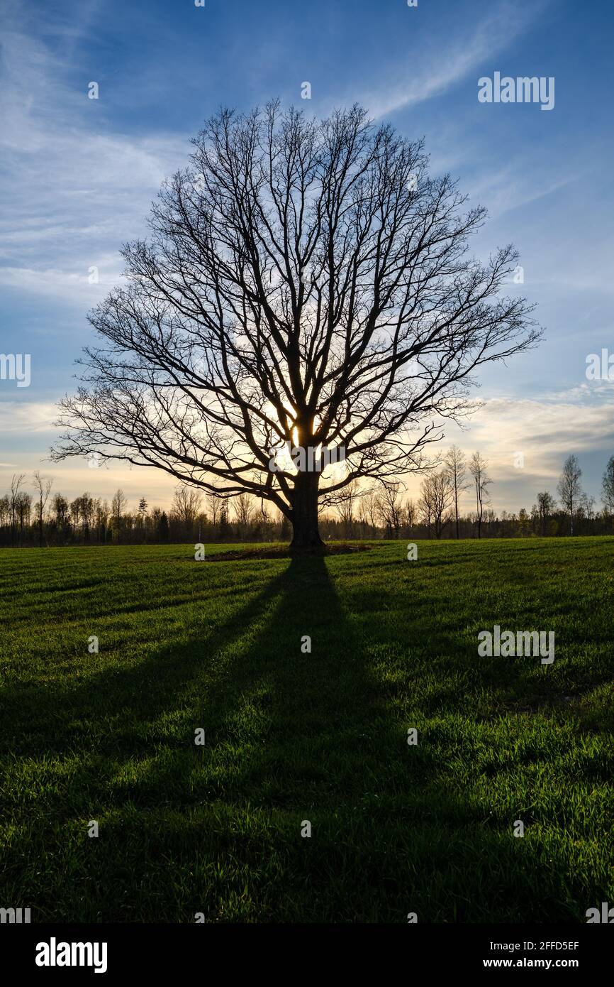 large old tree trunk in the forest in natural environment Stock Photo ...