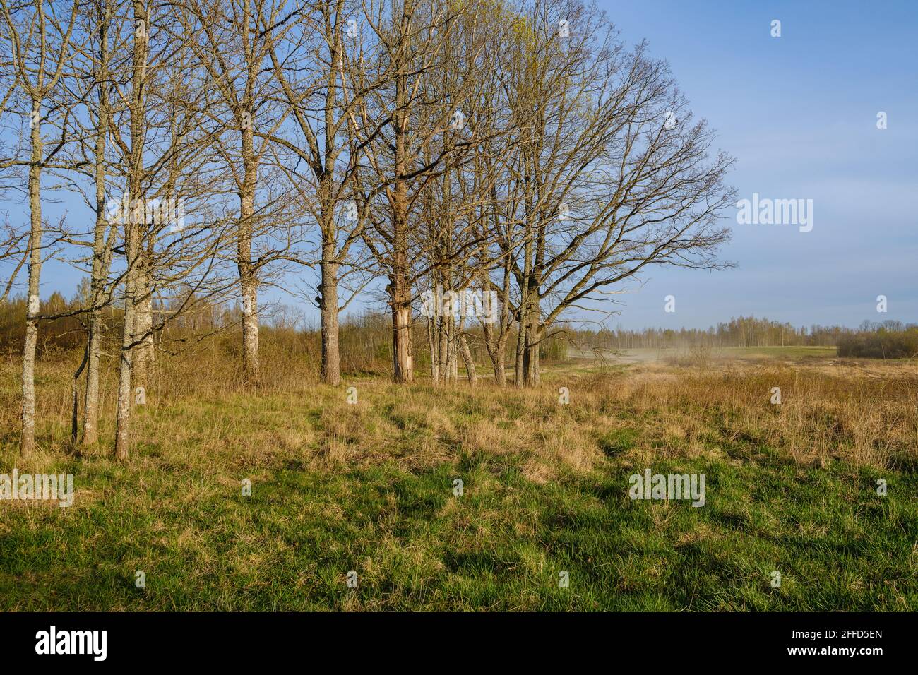 large old tree trunk in the forest in natural environment Stock Photo ...