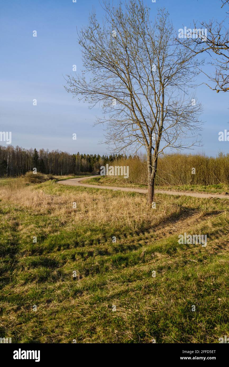 large old tree trunk in the forest in natural environment Stock Photo ...