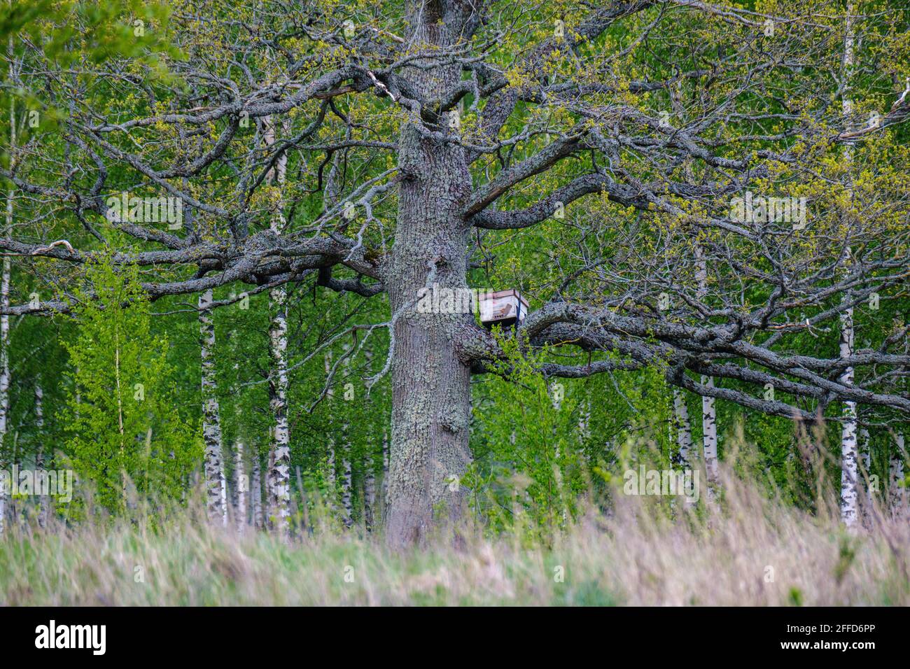 large old tree trunk in the forest in natural environment Stock Photo ...