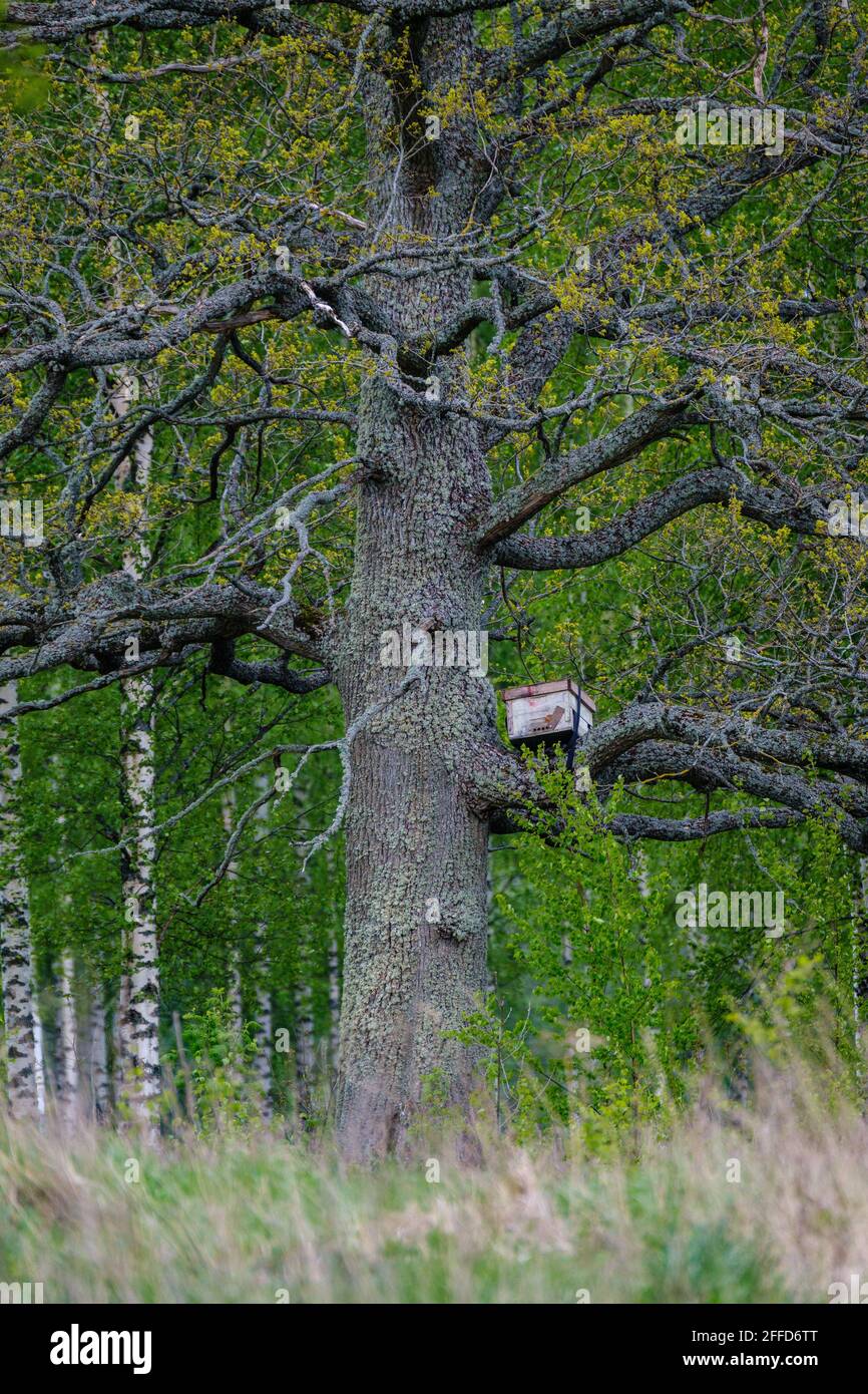 large old tree trunk in the forest in natural environment Stock Photo ...
