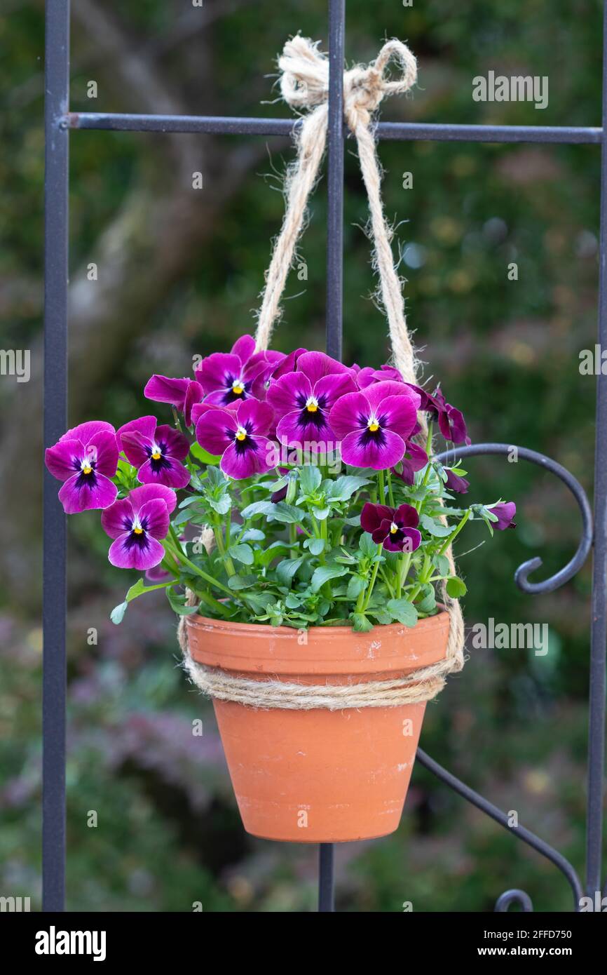 purple viola flower in terracotta pot as spring garden decoration Stock ...