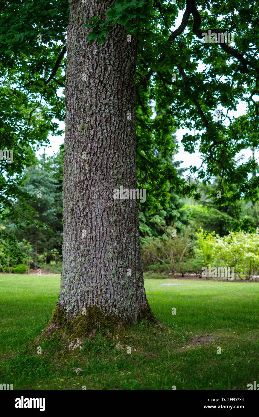 large old tree trunk in the forest in natural environment Stock Photo ...
