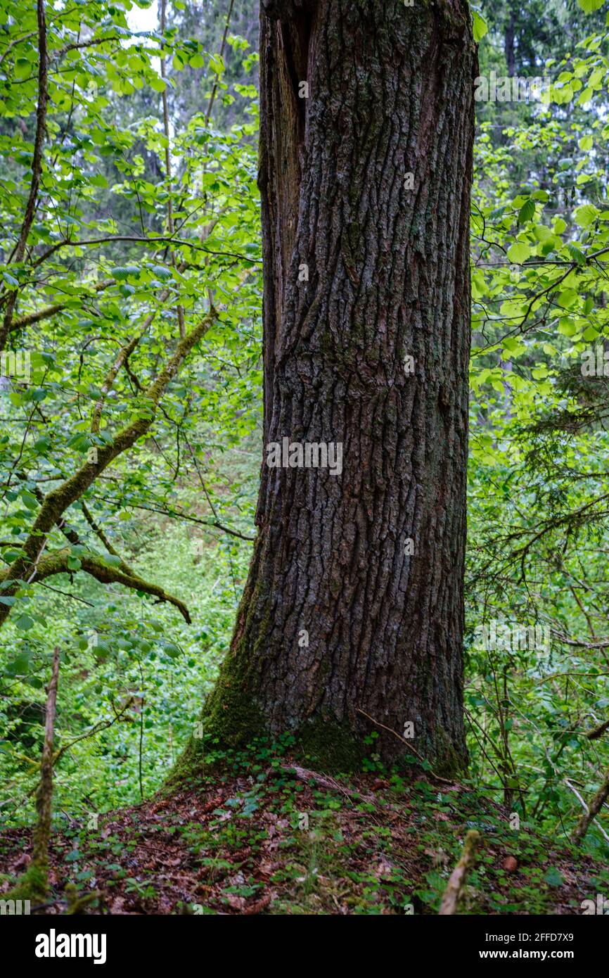large old tree trunk in the forest in natural environment Stock Photo ...