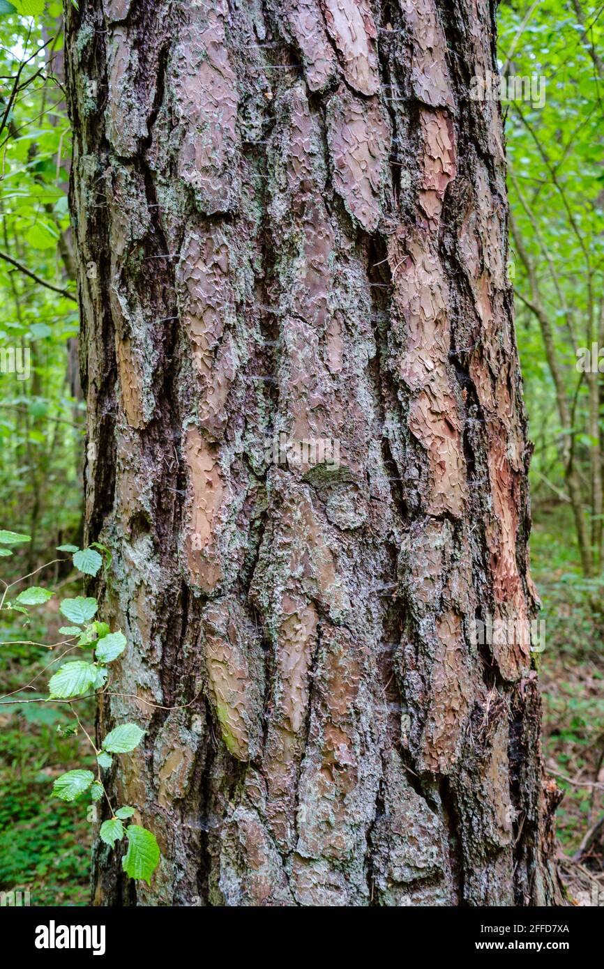 large old tree trunk in the forest in natural environment Stock Photo ...