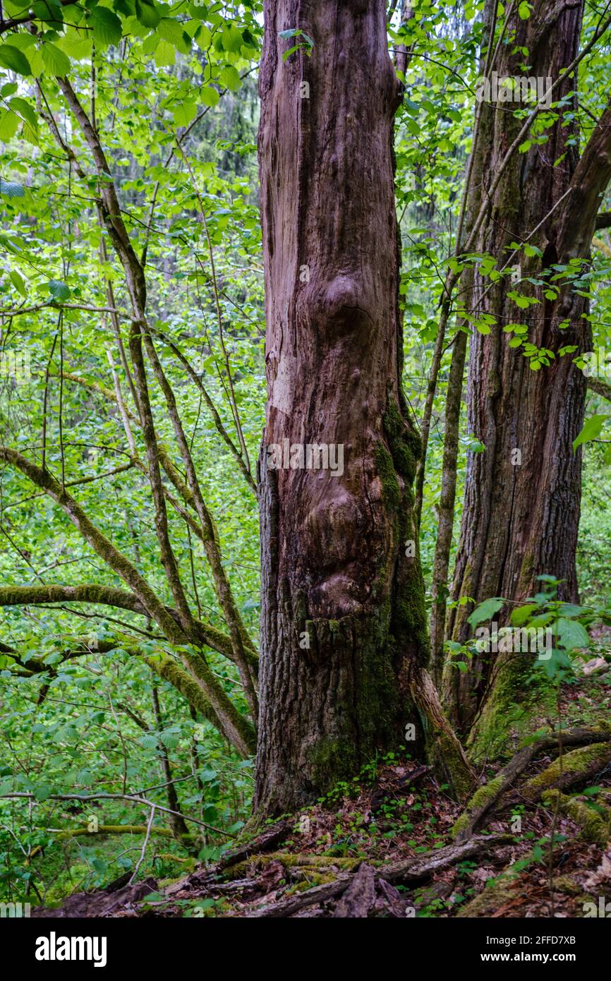large old tree trunk in the forest in natural environment Stock Photo ...