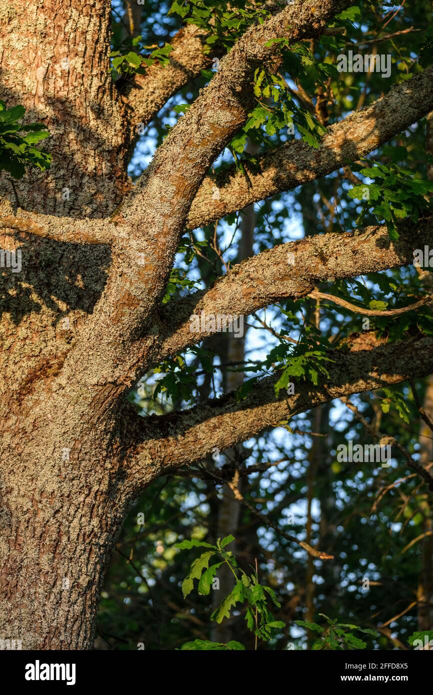 Tree horizon old large winter hi-res stock photography and images - Alamy