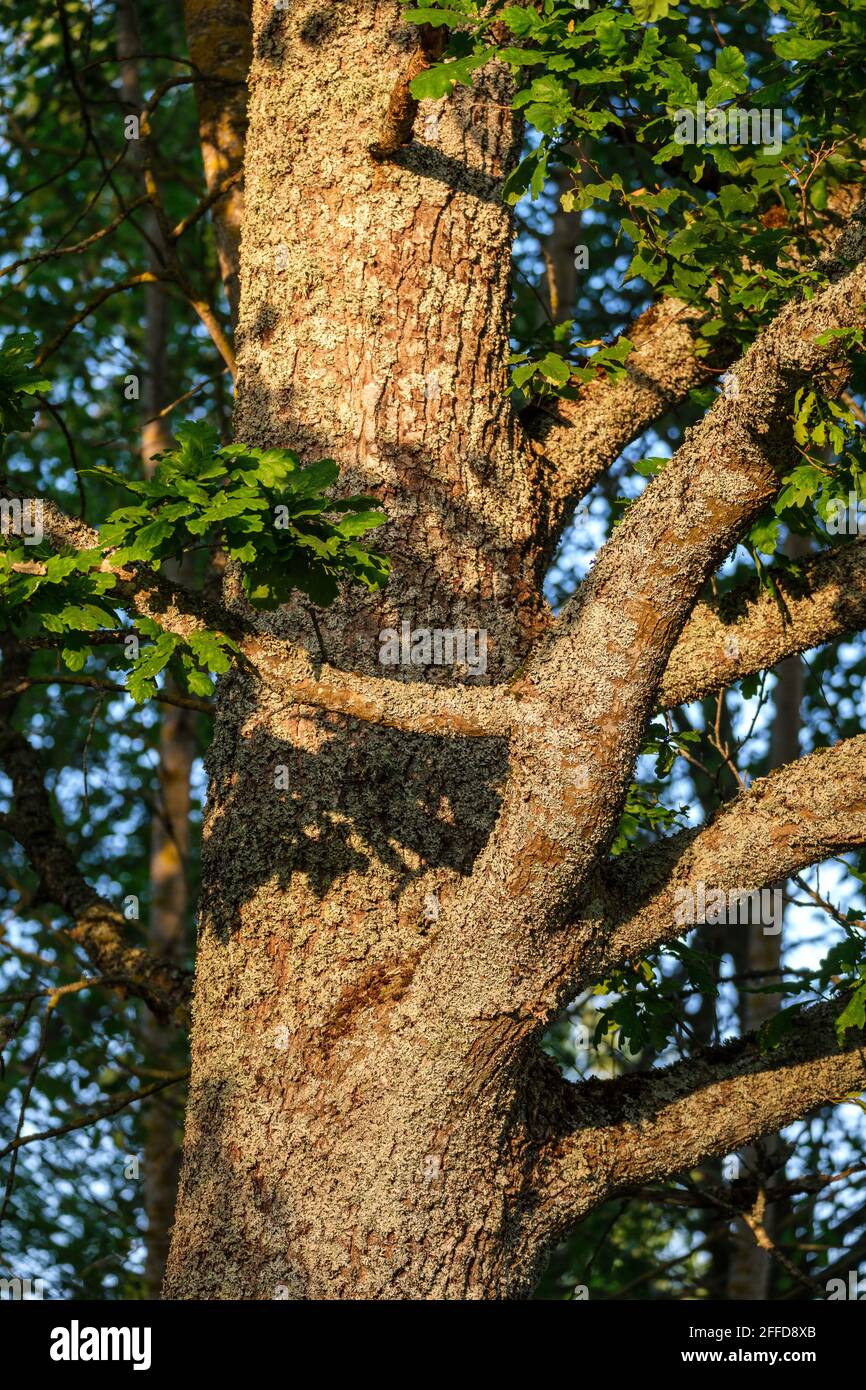 large old tree trunk in the forest in natural environment Stock Photo ...