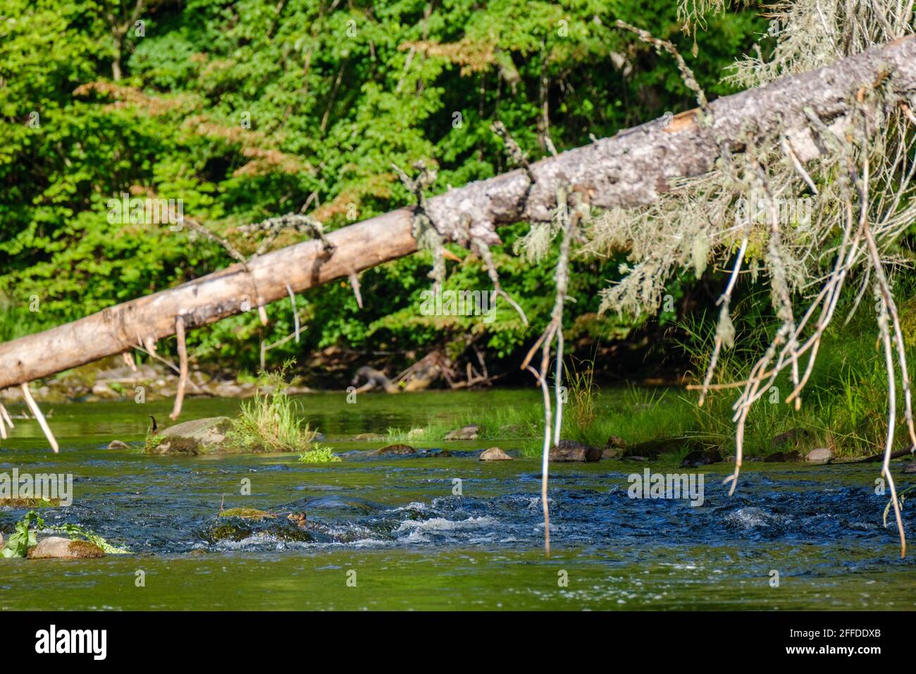 small country river stream in summer green forest with rocks and low ...