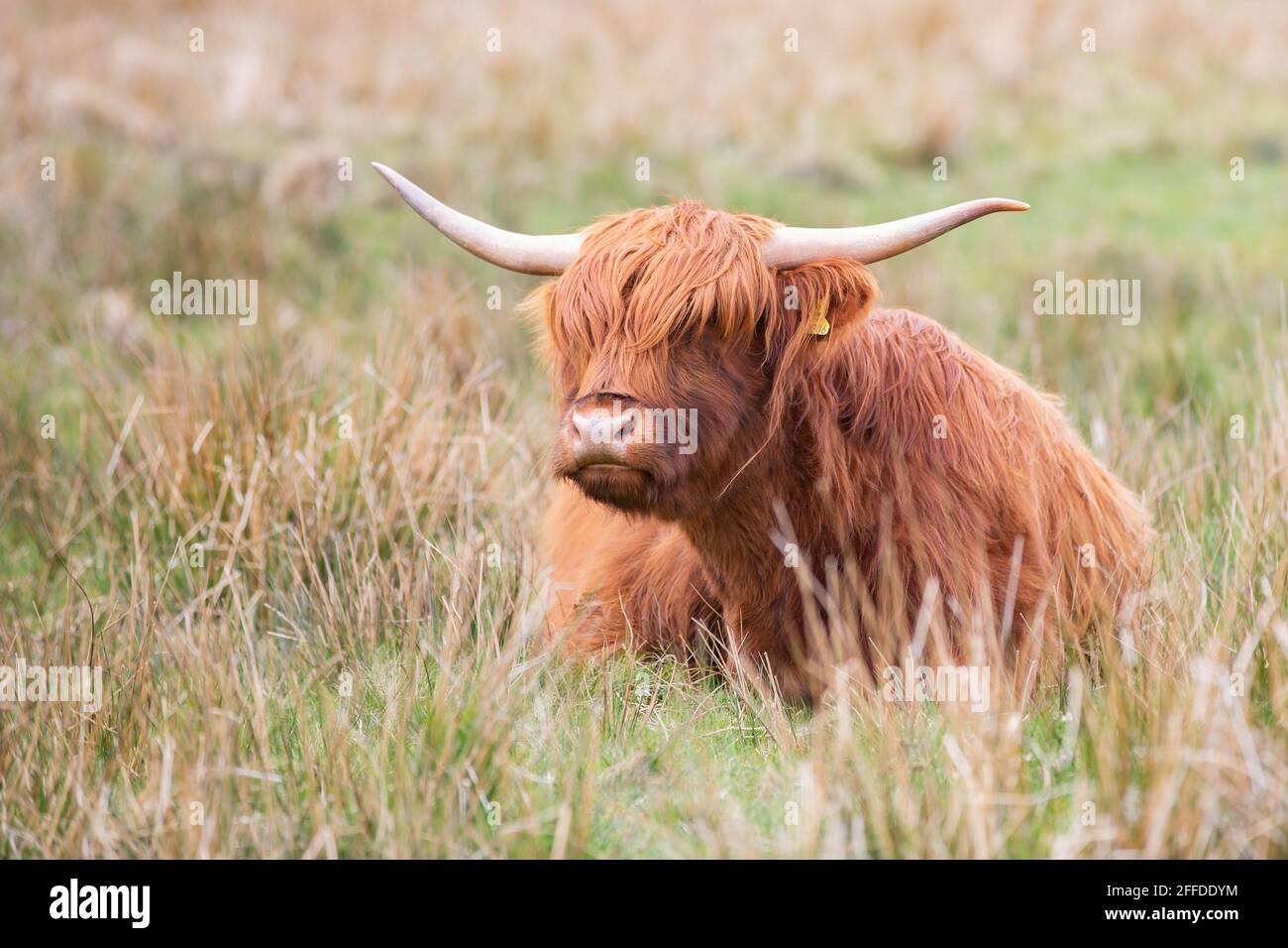 Bos taurus taurus hi-res stock photography and images - Alamy