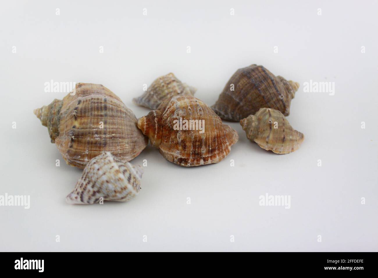Six shells isolated on white background Stock Photo - Alamy