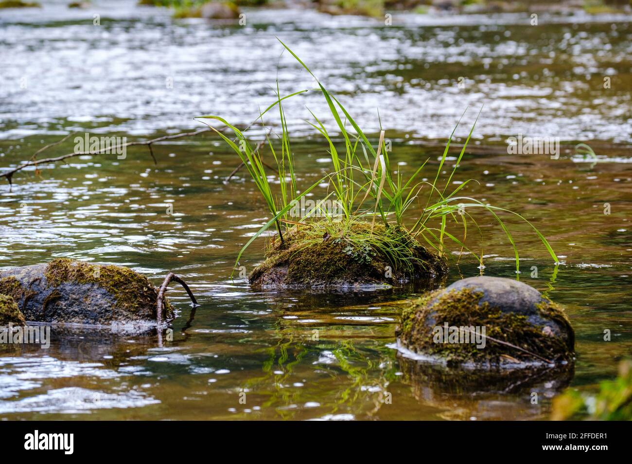 small country river stream in summer green forest with rocks and low ...