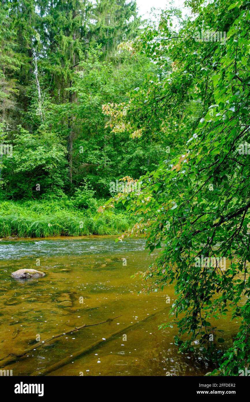 small country river stream in summer green forest with rocks and low ...