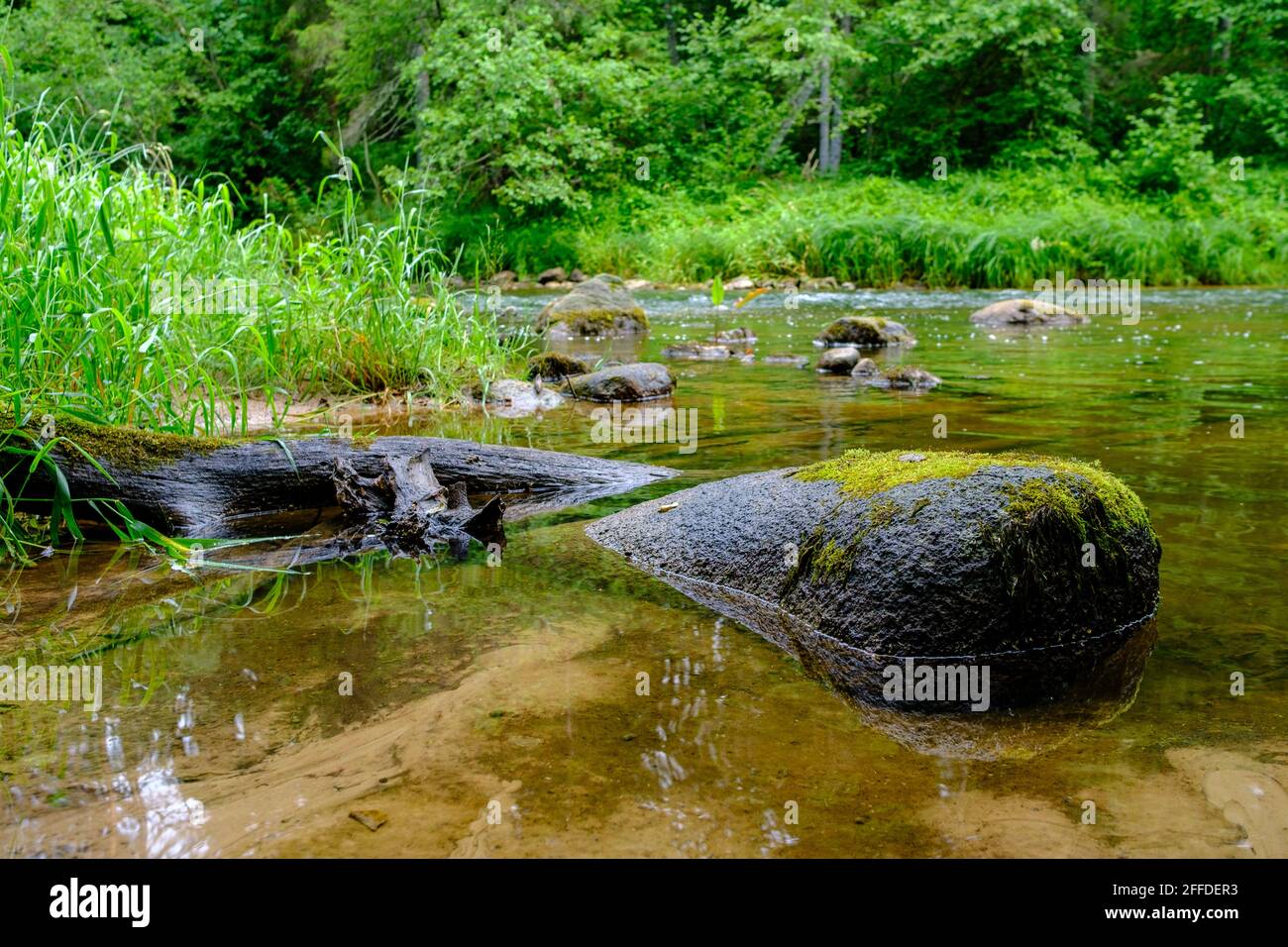 small country river stream in summer green forest with rocks and low ...