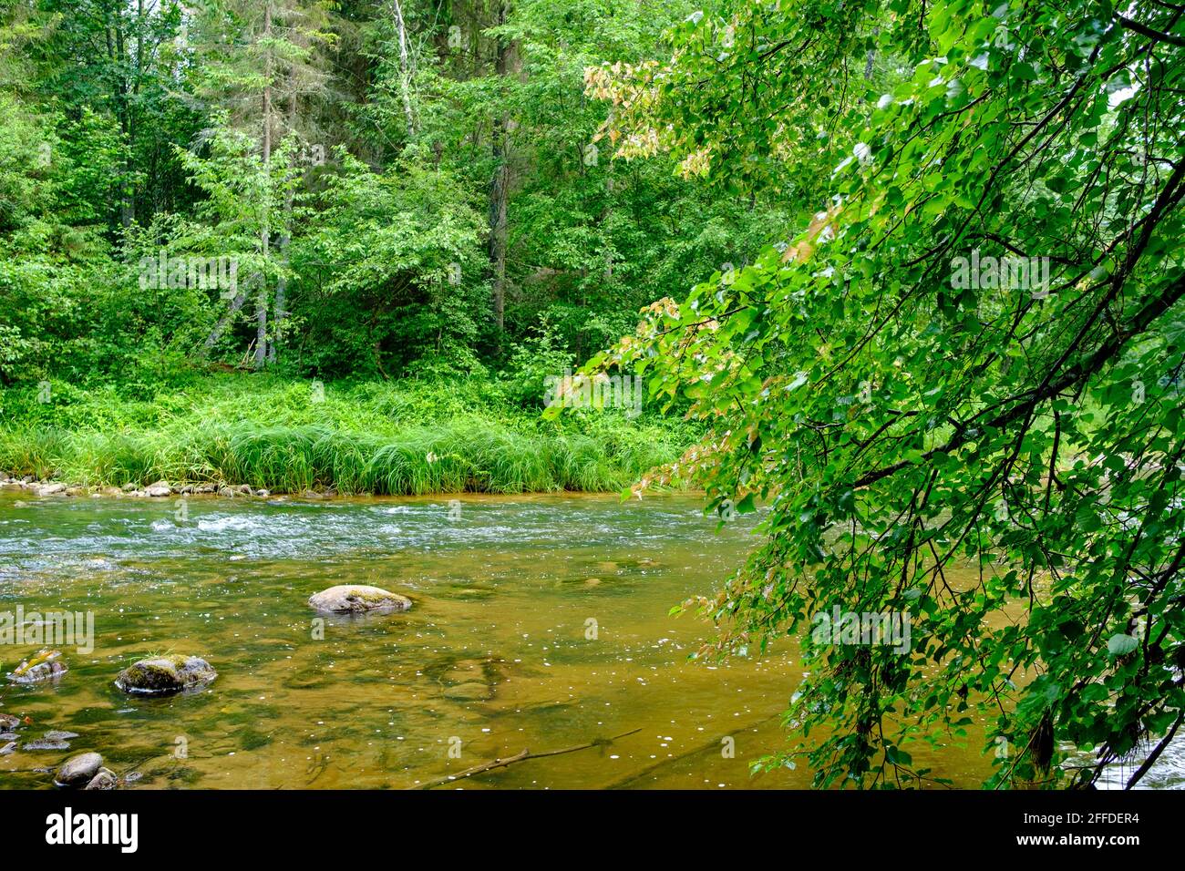 small country river stream in summer green forest with rocks and low ...