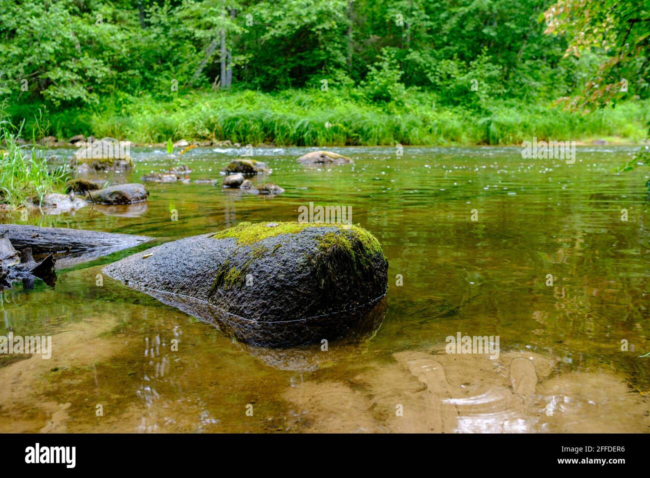 small country river stream in summer green forest with rocks and low ...