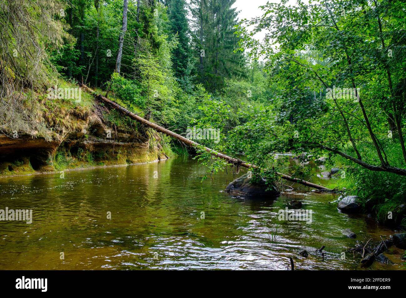 small country river stream in summer green forest with rocks and low ...